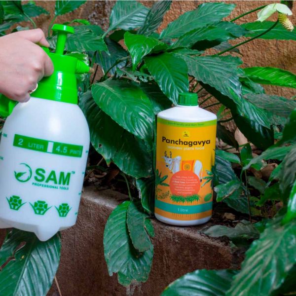 5 reasons you must use Panchagavya for your garden