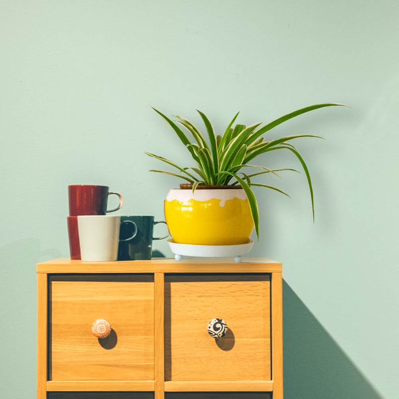 Shop at Daily Dump for all composting, gardening, zero waste